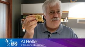 Deep Fried Dumplings | DanceBUG Channel